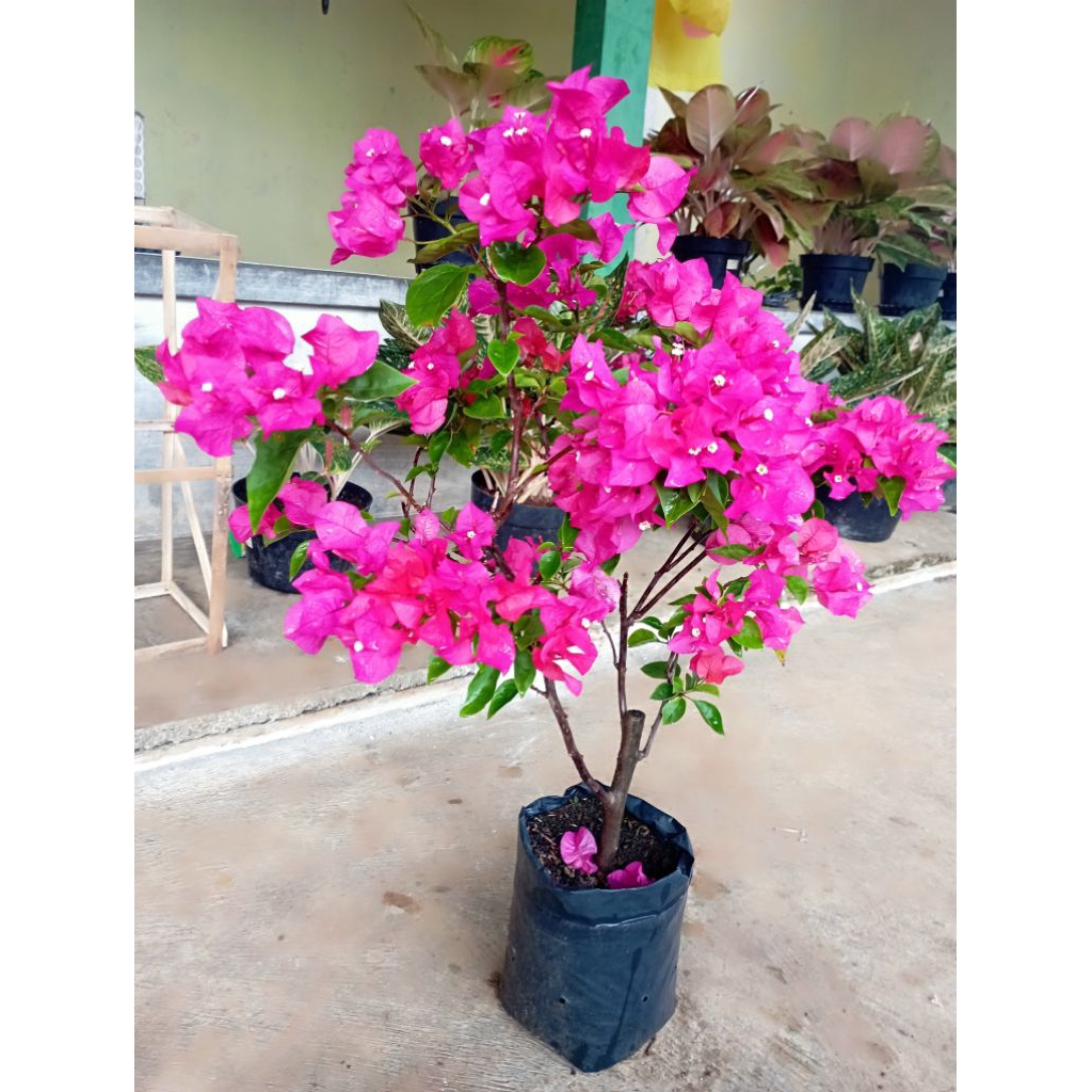 Jual Bunga Bougenvil Warna Merah Fanta Original (bukan grafting ...