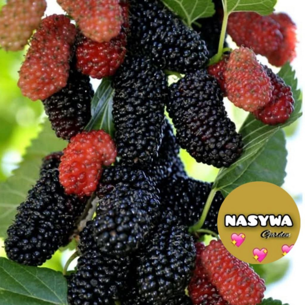Jual Bibit Murbei Jumbo Buah Murbey Kaya Manfaat | Shopee Indonesia