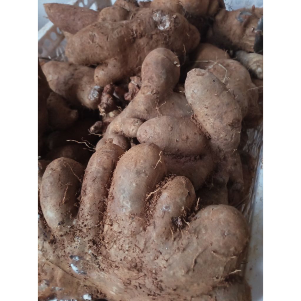Jual umbi gembili ketan segar dadakan panen 1 kg | Shopee Indonesia