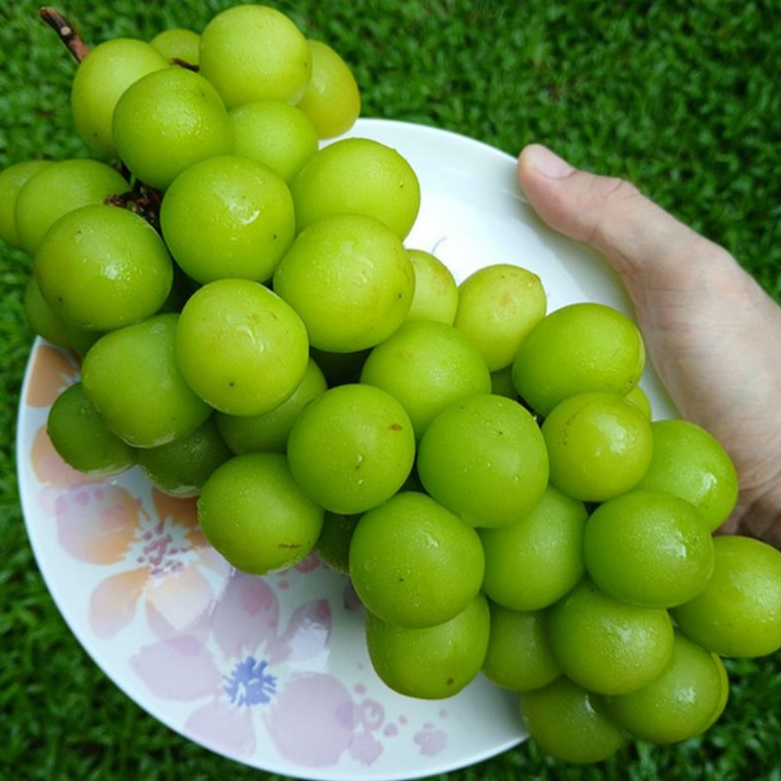 Jual Anggur Muscat 500 gr - 1 Kg _ Buah Anggur Muscat 1 Kgo | Shopee ...