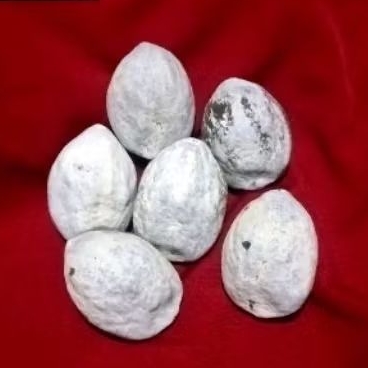 Jual muncang aduan pedang jawa merapi | Shopee Indonesia