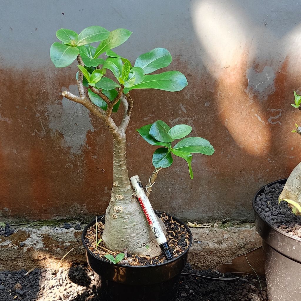 Jual BUNGA ADENIUM RCN Rachinee Pandok | Shopee Indonesia
