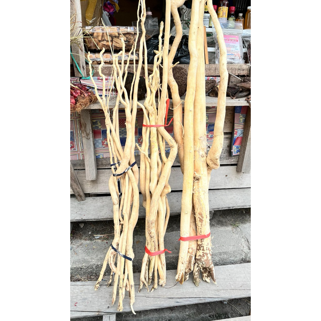 Jual pasak bumi / tongkat ali | Shopee Indonesia