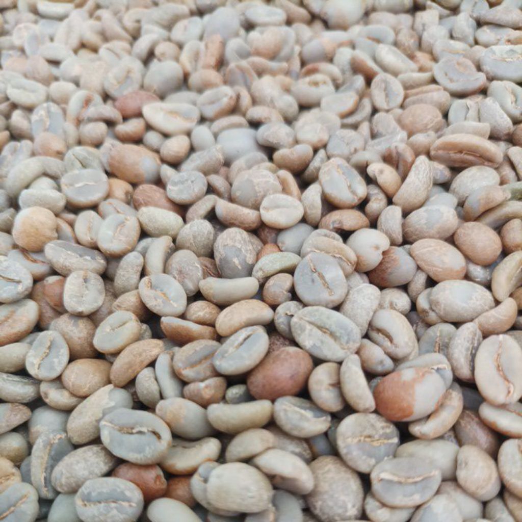 Jual Biji Kopi Arabica Arabika Green Bean Mentah Malabar Natural ...