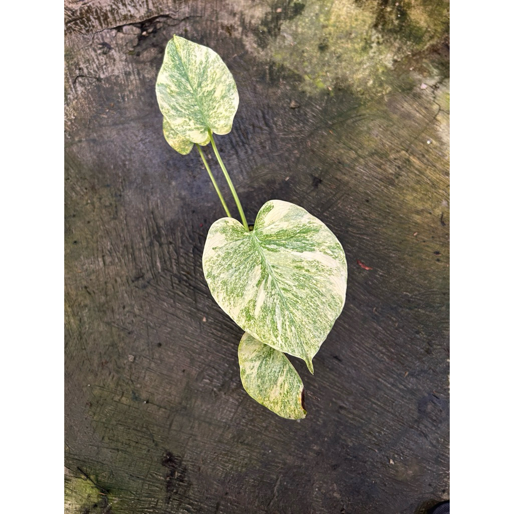 Jual Monstera Legacy Diamond Varigata | Shopee Indonesia