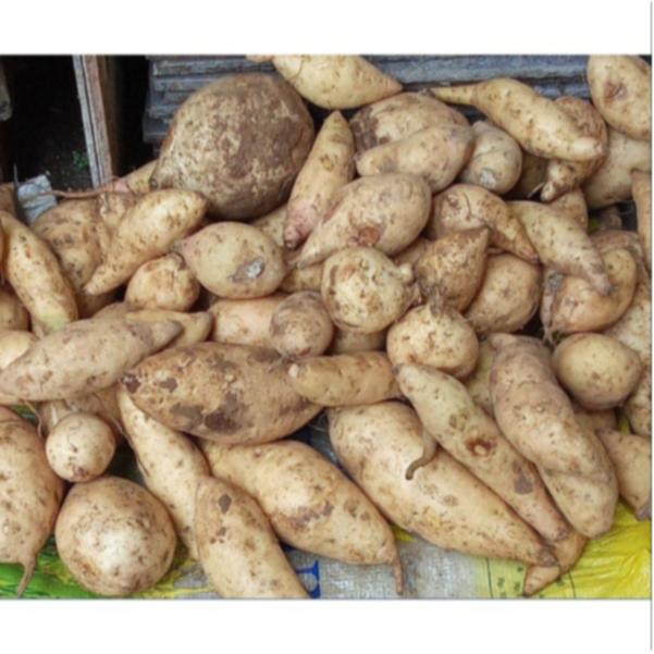 Jual 1 Kg Ubi Jalar Putih / 1 Kg Ubi Rambat Putih Mentah | Shopee Indonesia