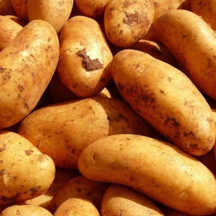 Jual kentang segar super 1Kg langsung dari petani | Shopee Indonesia