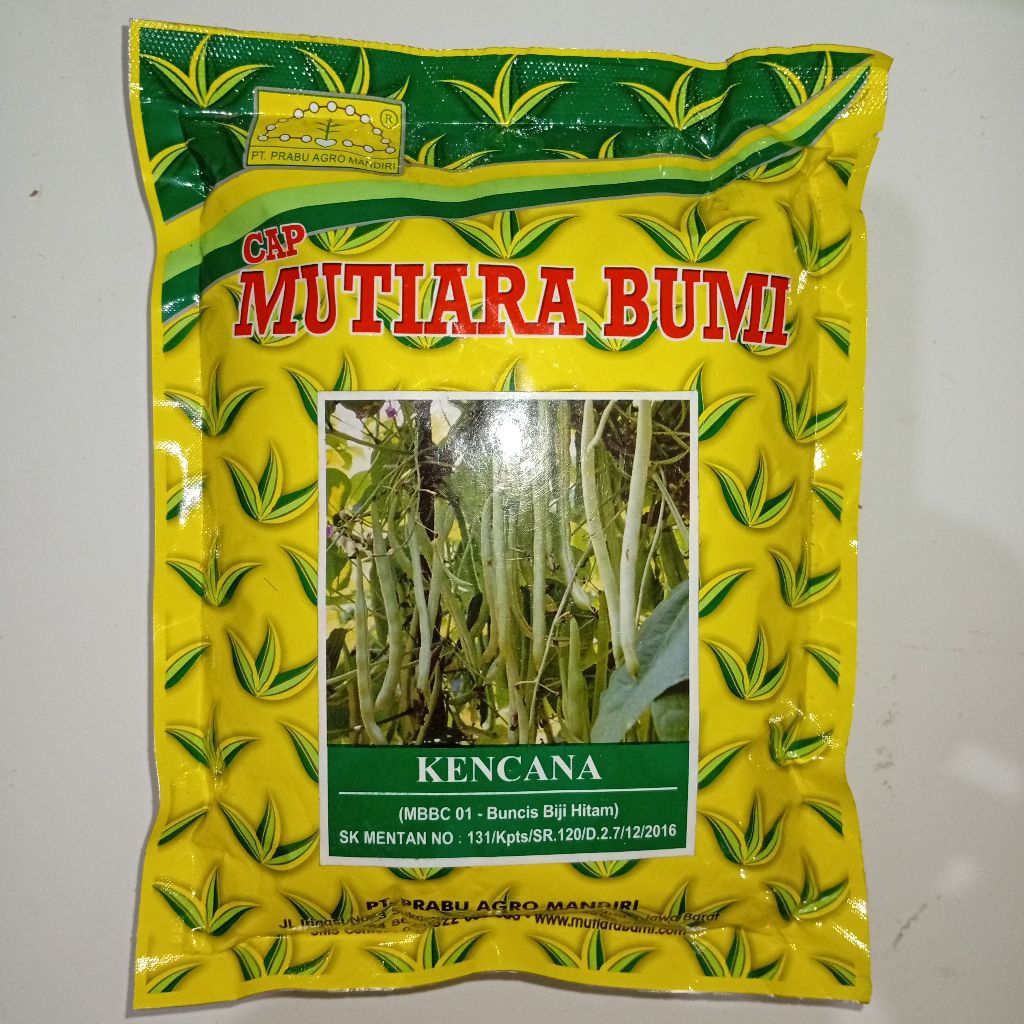 Jual benih buncis biji hitam 500 gram kencana cap mutiara bumi | Shopee ...