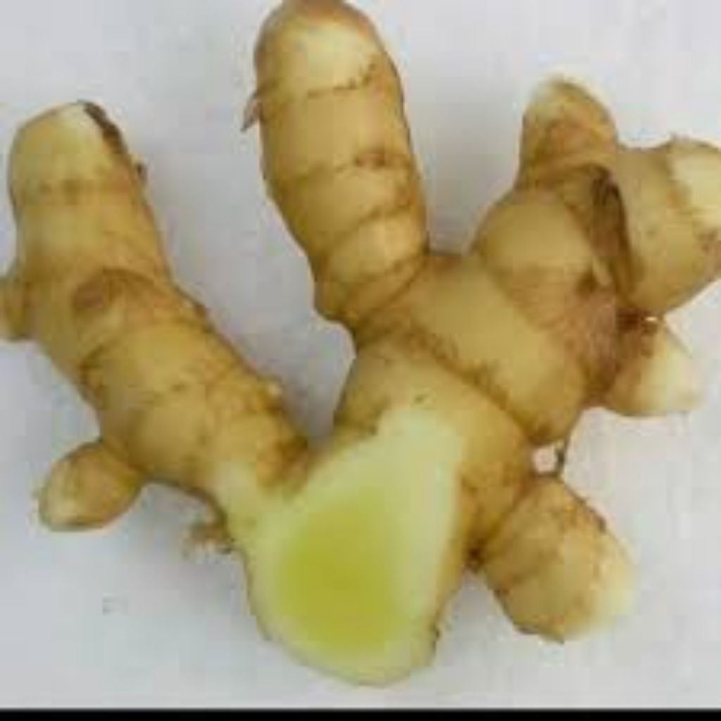 Jual Temu mangga curcuma mangga curcuma amanda kunir putih temu ...