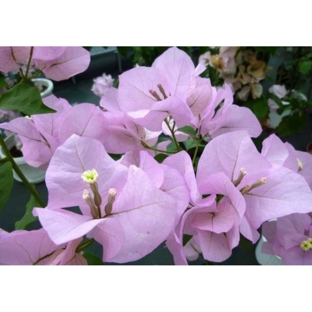 Jual Bibit Bunga Bougenville Warna Lilac | Shopee Indonesia