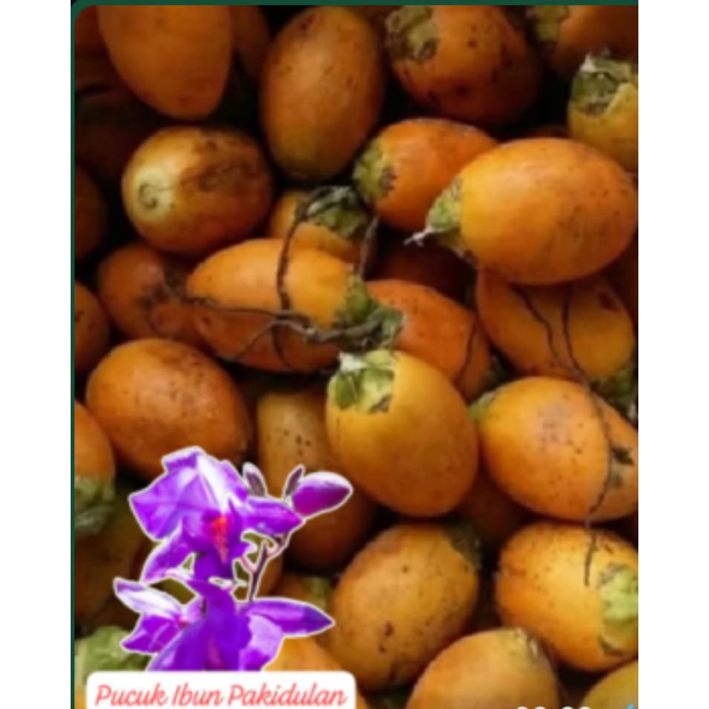 Jual buah pinang tua/ 1 kg | Shopee Indonesia
