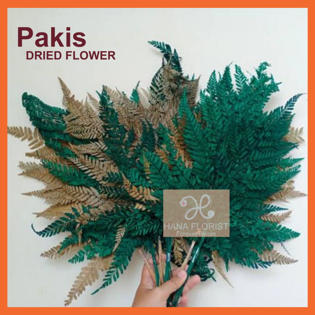 Jual 10 Tangkai Daun Pakis Dried Flower / Daun Kering/ Bunga Kering ...