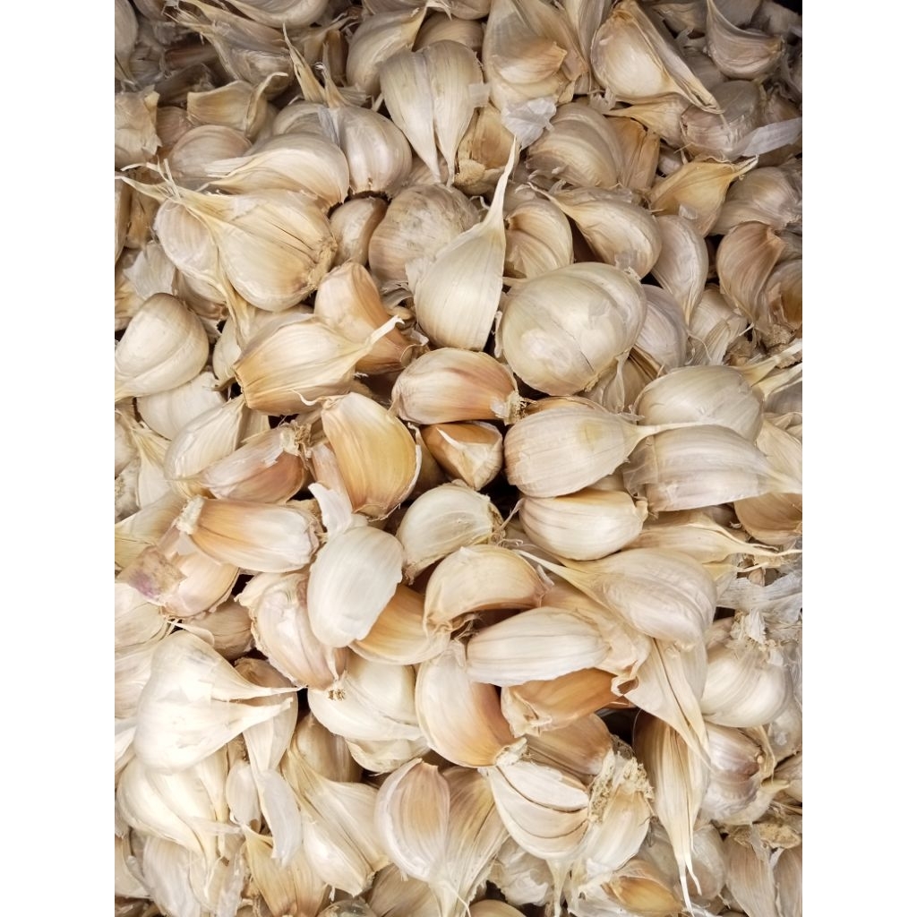 Jual BAWANG KATING 300g FRESS, BERSIH, | Shopee Indonesia