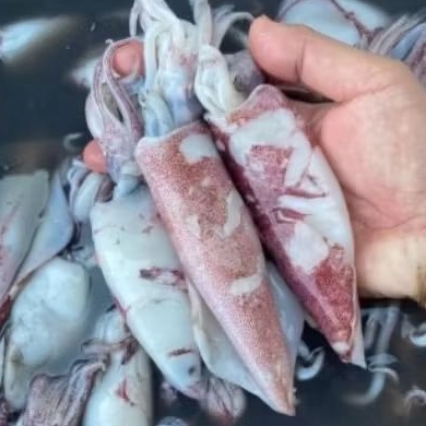 Jual Cumi fresh Ukuran sedang 1kg cumi segar premium | Shopee Indonesia