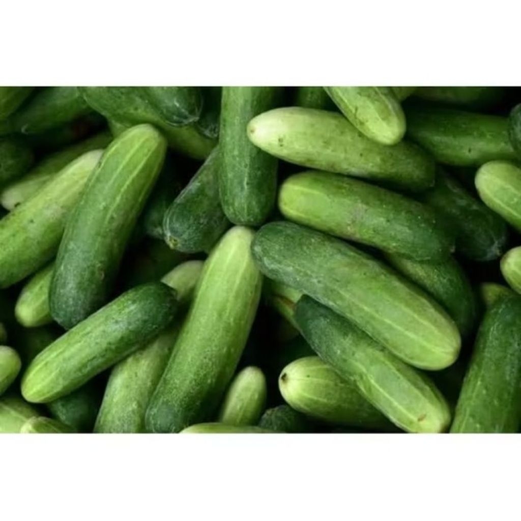 Jual TIMUN SEGAR SAYURAN SEGAR LALAPAN PER 1 KG | Shopee Indonesia