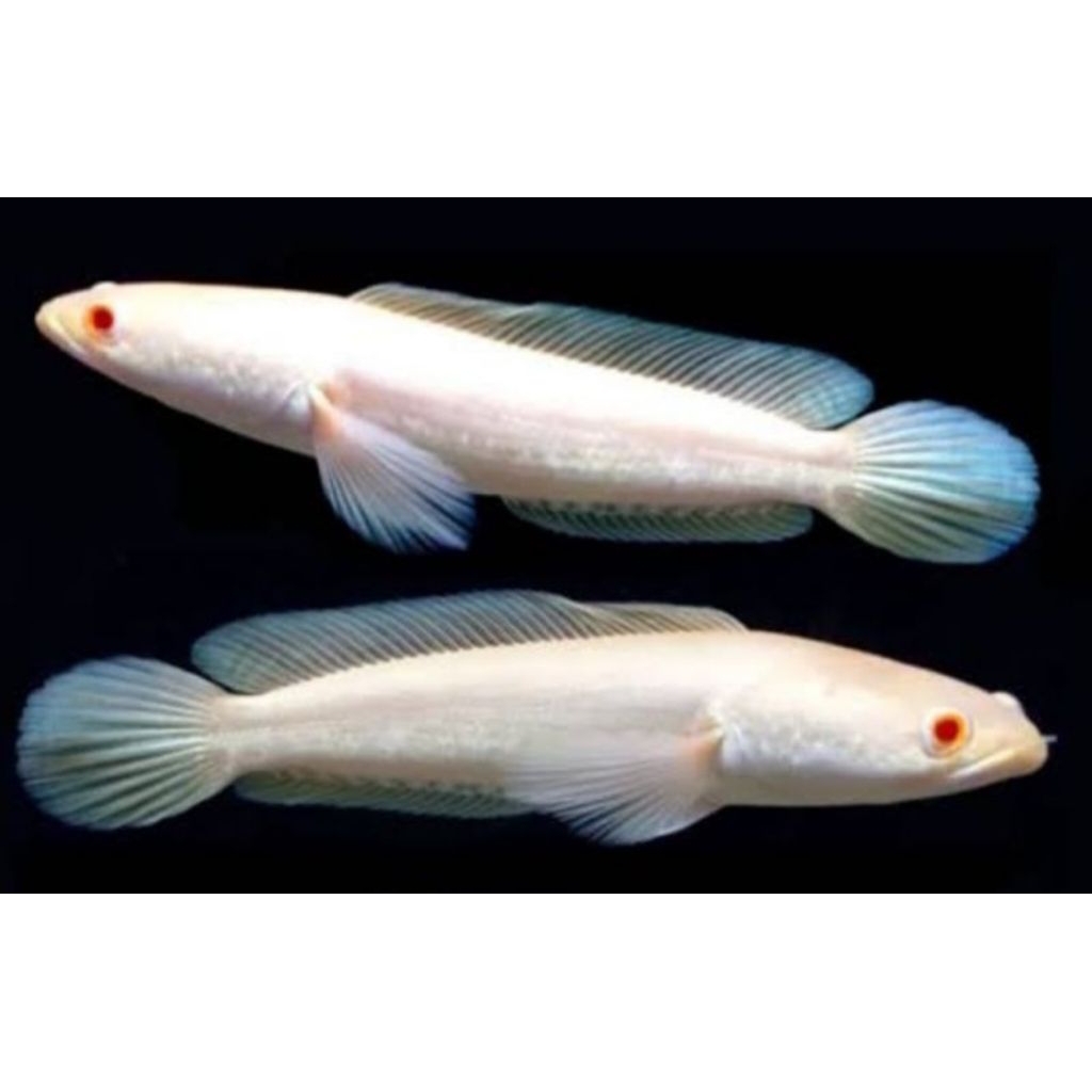 Jual Striata Albino Mata Merah(Channa) Garansi 100% | Shopee Indonesia