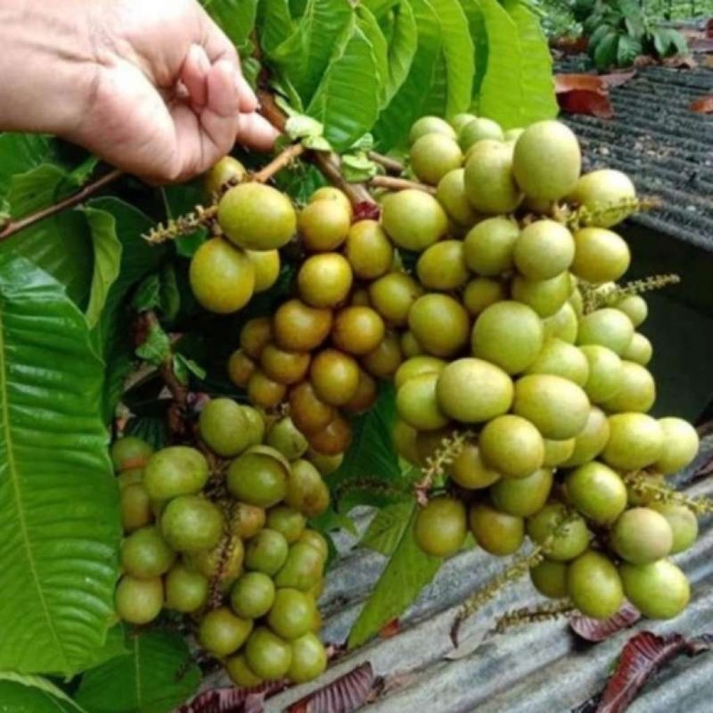 Jual paket 5 bibit matoa tanaman buah kualitas unggul | Shopee Indonesia
