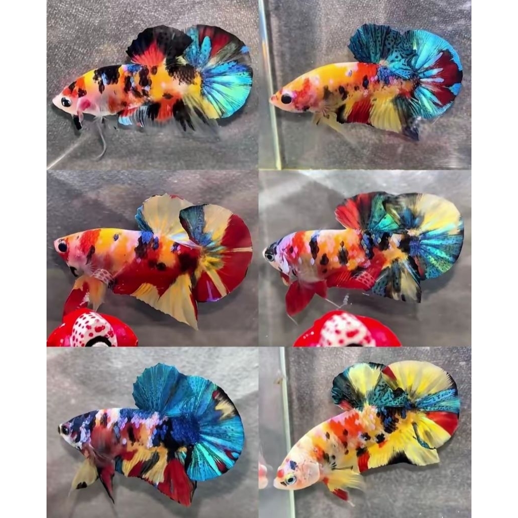 Jual PROMO PLAKAD NEMO CLASIC//NEMO CANDY//NEMO MULTI | Shopee Indonesia