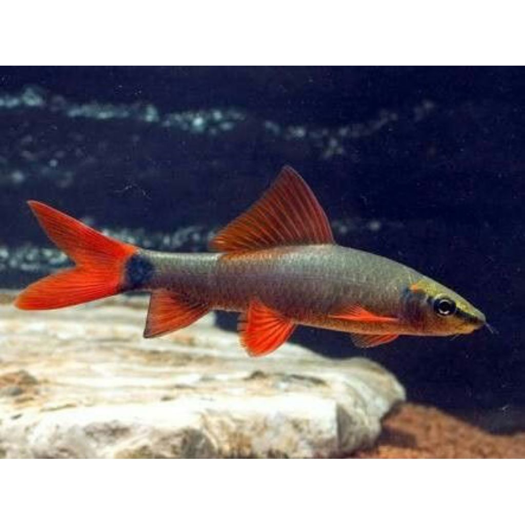 Jual ikan red fin grey | Shopee Indonesia