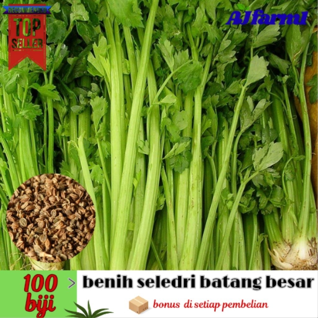 Jual ( 100 biji ) biji benih seledri/benih seledri batang besar unggul ...