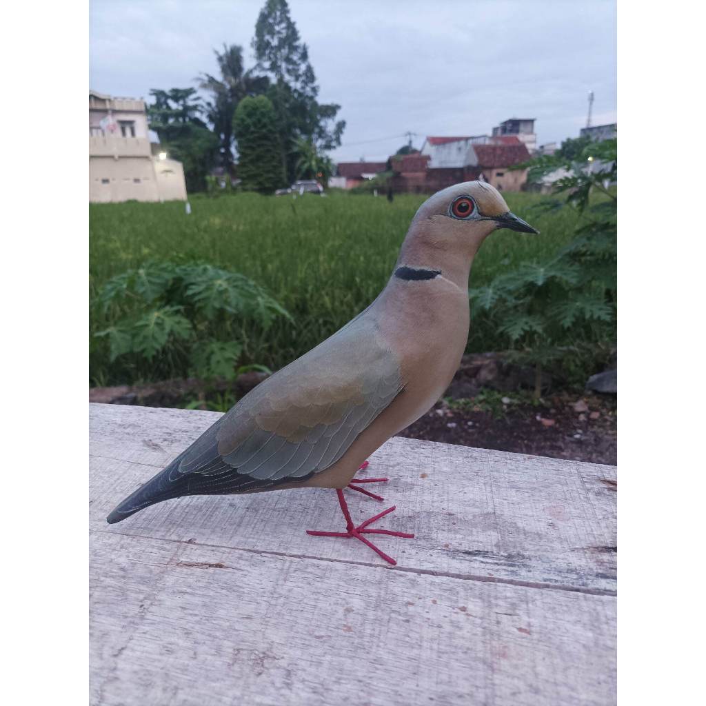 Jual JONTROT BURUNG DERUK PUTERGENI PIKAT MANUK DEDERUK MIRIP ASLI ALAT ...