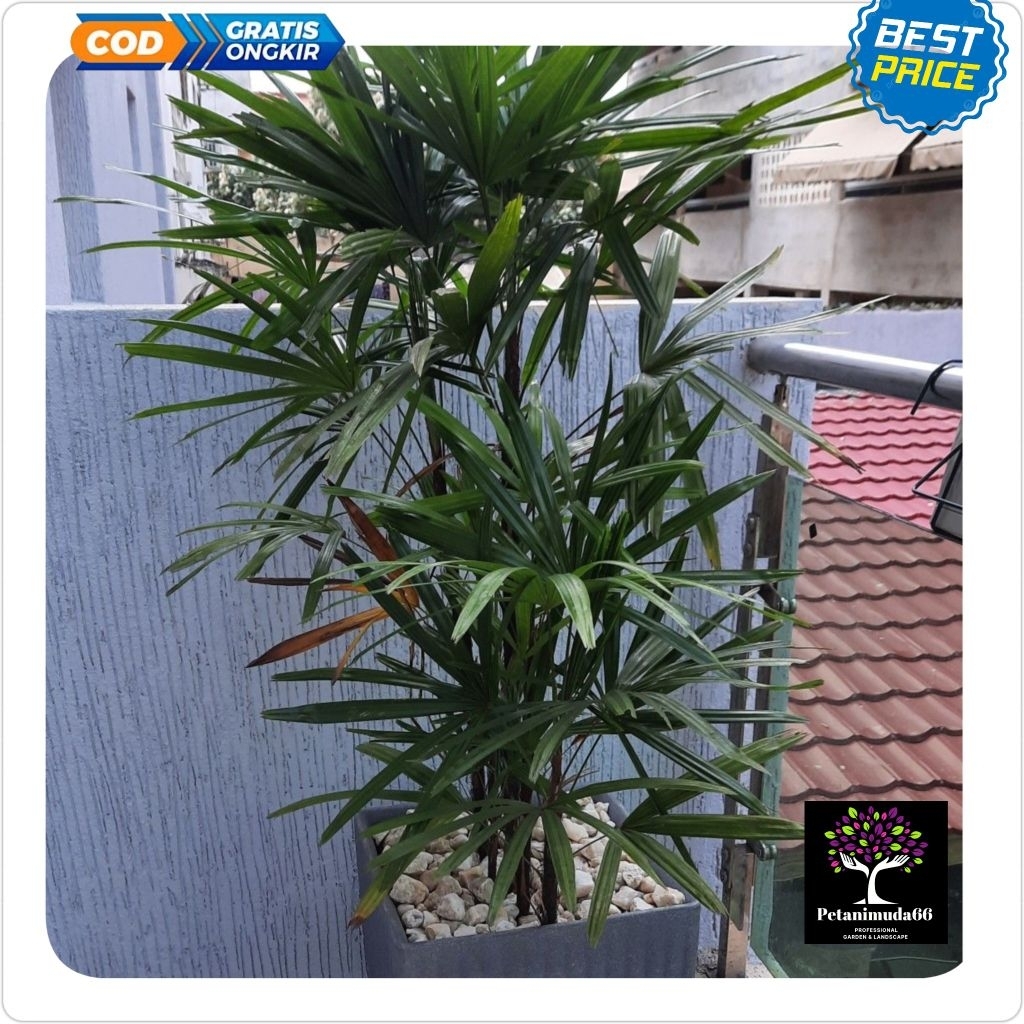 Jual PROMO!!! POHON INDOOR PALEM WAREGU-TANAMAN HIAS INDOOR | Shopee ...