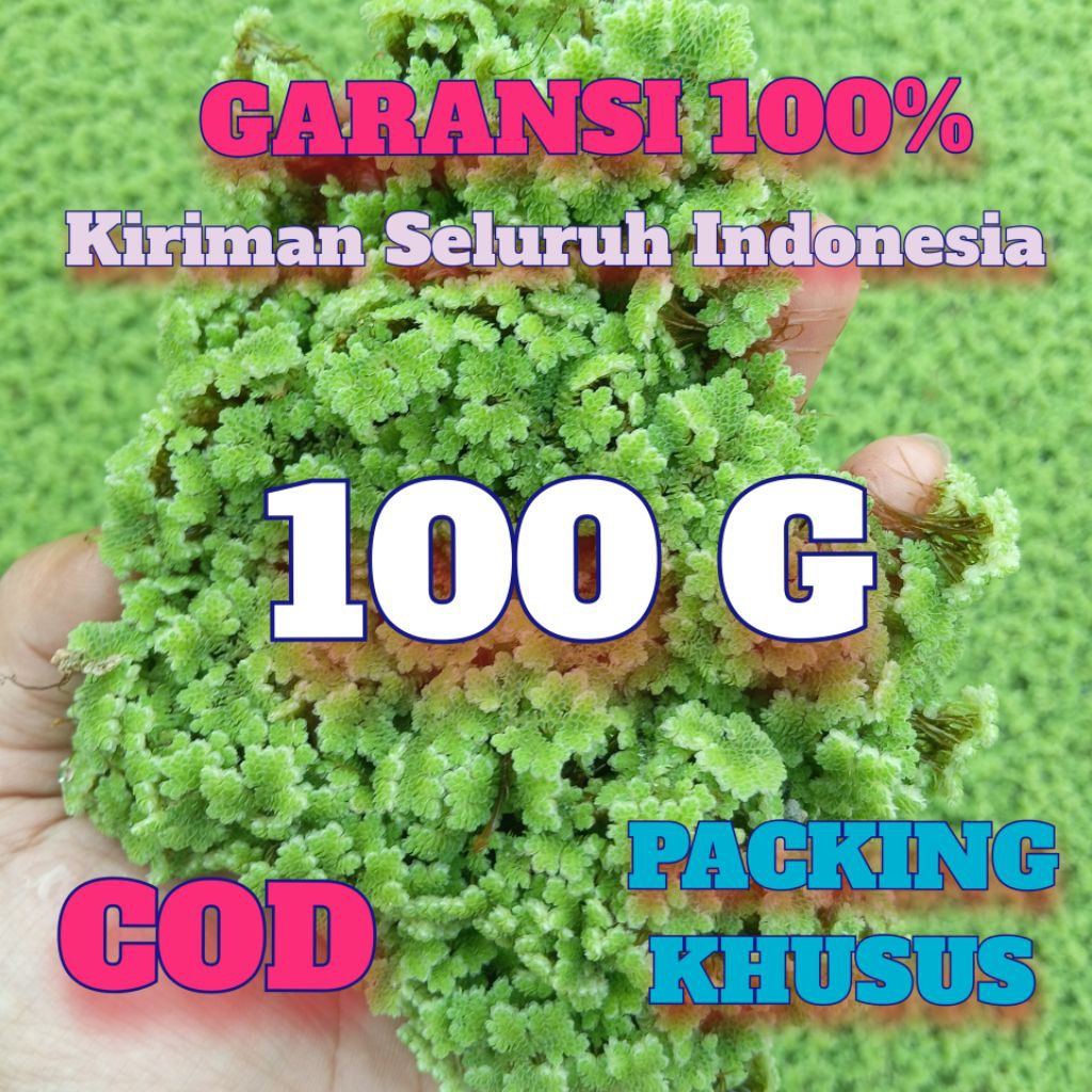 Jual Bibit Azolla Microphylla Murah 100 G Paket Coba Coba, Benih ...