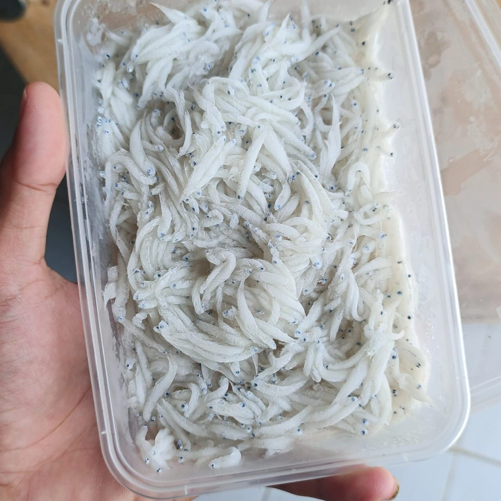 Jual ikan teri basah mpasi | Shopee Indonesia