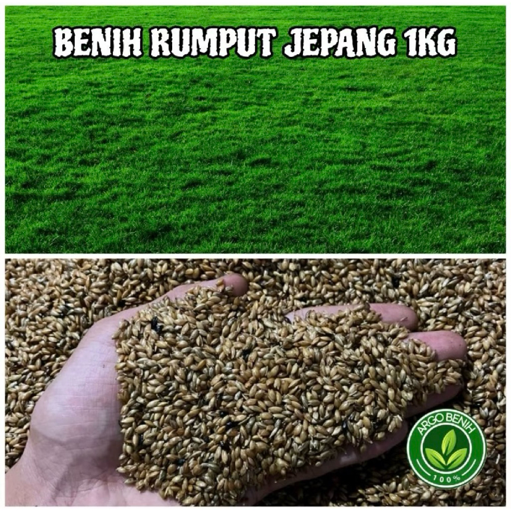 Jual terbaru!! benih rumput jepang isi 1kg | Shopee Indonesia
