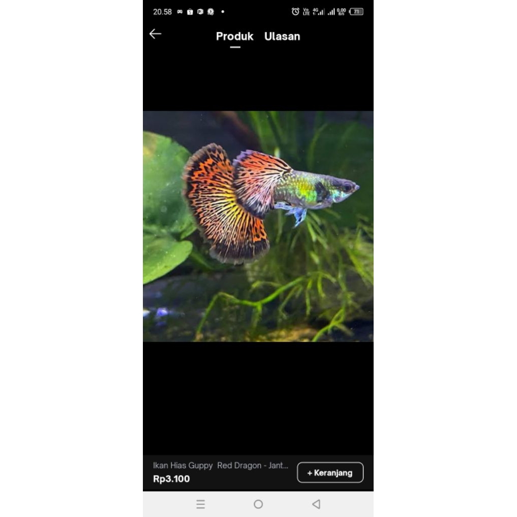 Jual Plastik gambar Gappy Dragon | Shopee Indonesia