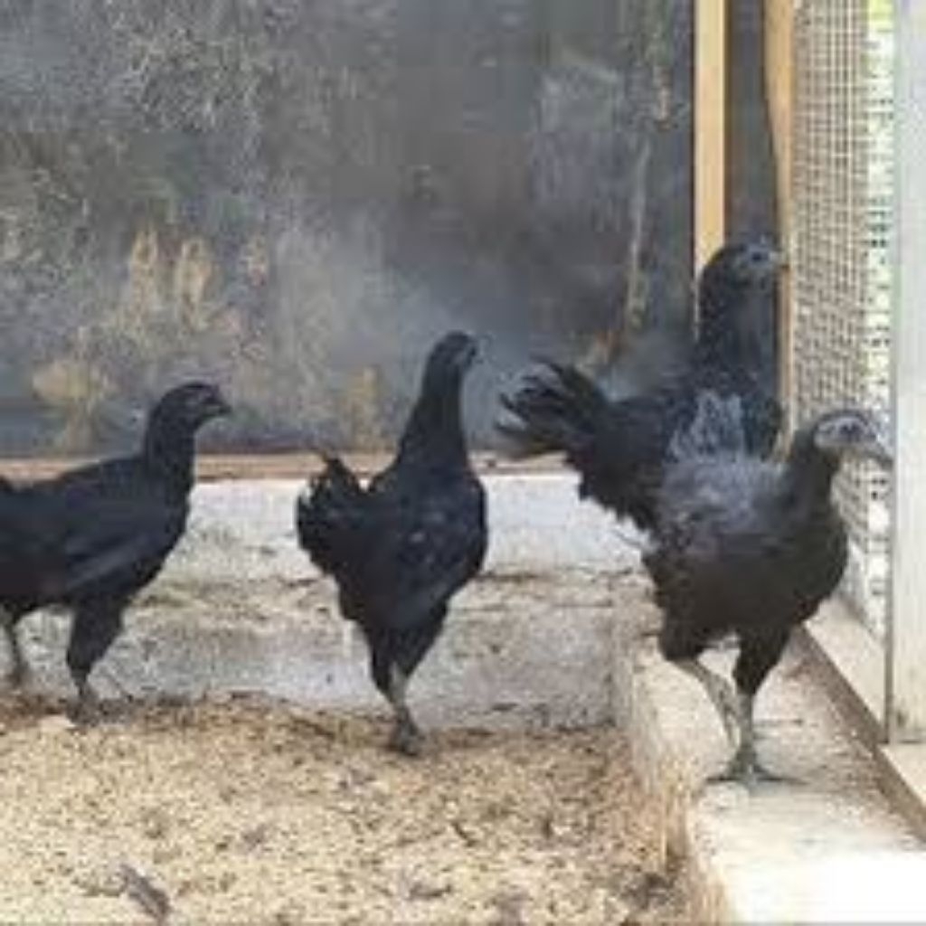 Jual ayam cemani umur 3 bulan pilihan | Shopee Indonesia