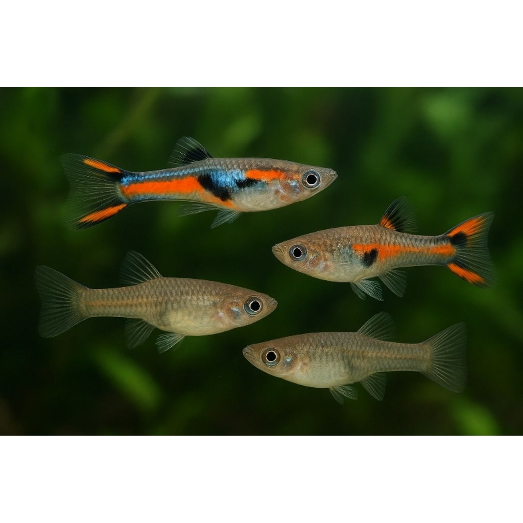Jual Ikan cere / cetul/ wild endler/ guppy mini liar | Shopee Indonesia