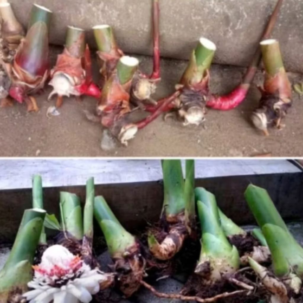 Jual Bibit Kecombrang Honje Merah Dan Hijau Siap Tanam - Combrang Merah ...