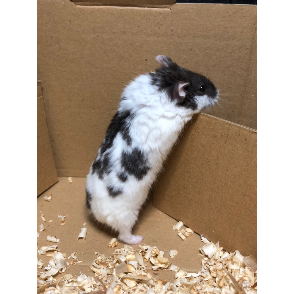 Jual Hamster Chambell Panda hamster panda hamster chambell | Shopee ...