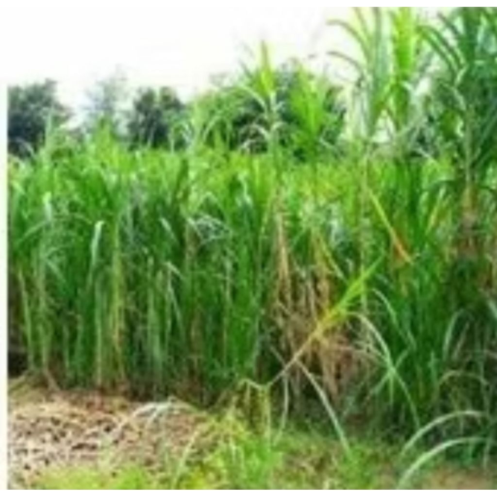 Jual bibit rumput ingres/napier pakchong pakan ternak sapi, bibit ...