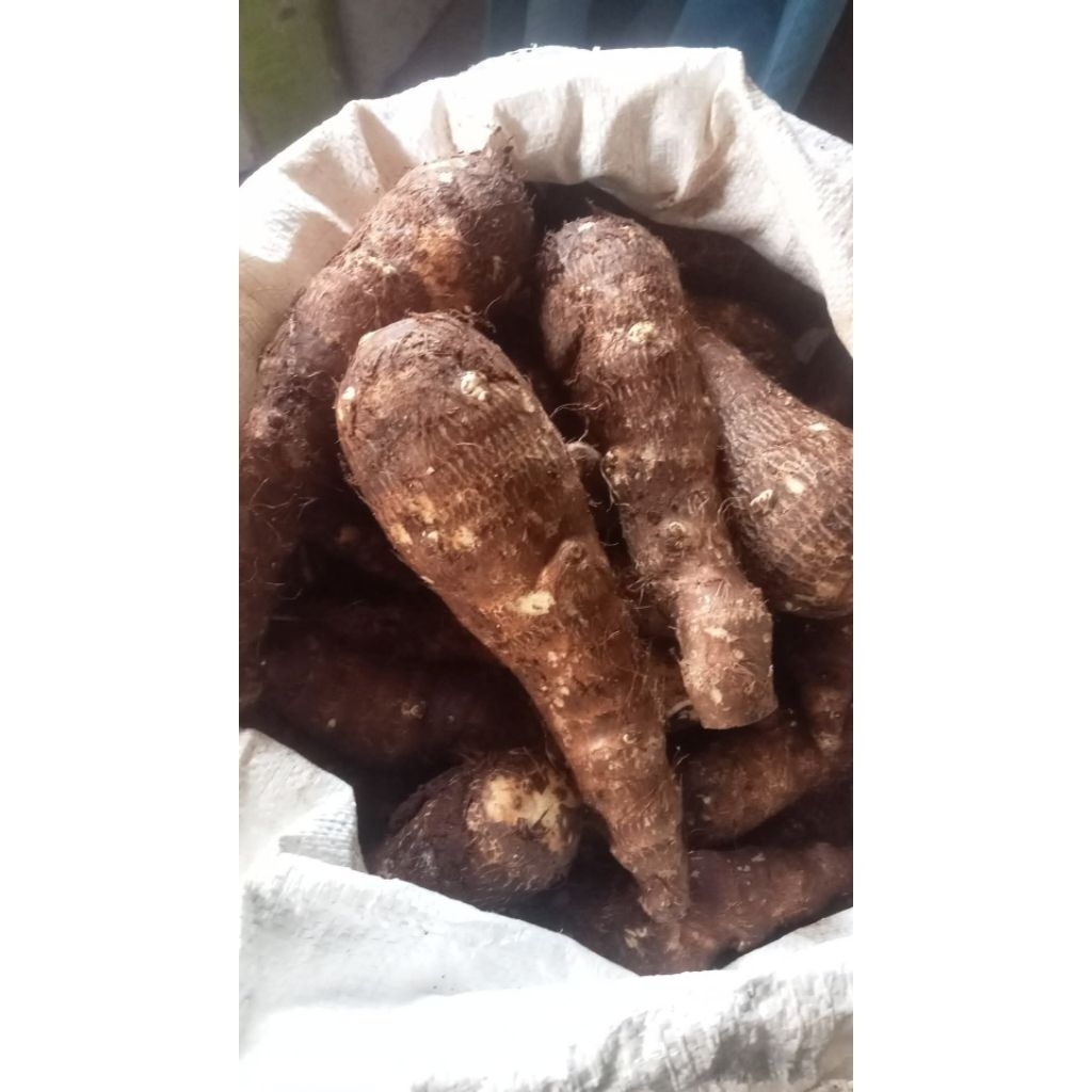 Jual Ubi talas segar 1kg | Shopee Indonesia