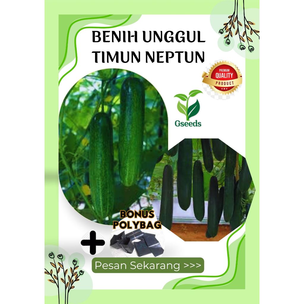 Jual Gseeds ± 10 Bibit Unggul Timun Hijau Neptun Mudah Tumbuh dan Tahan ...