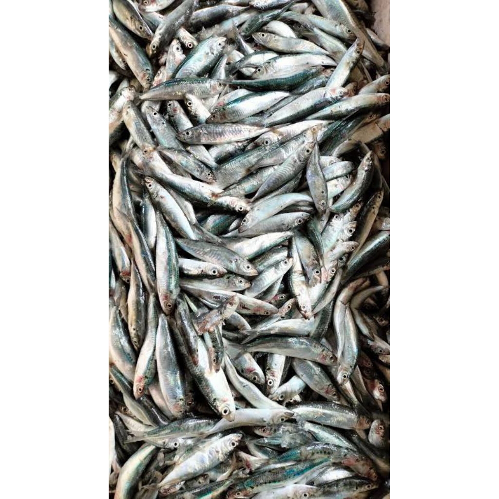 Jual Ikan Lajang Kecil / Ikan Pindang Kecil / Ikan Layang Kecil Segar ...