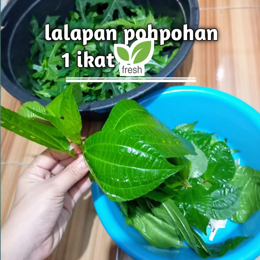 Jual Lalapan Daun Pohpohan Segar Order Baru Petik / Daun Pohpohan 1 ...