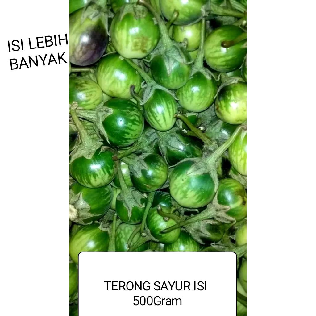Jual Terong bulat khas sumsel/Terong sayur/Terong minyak BUKAN TERONG ...