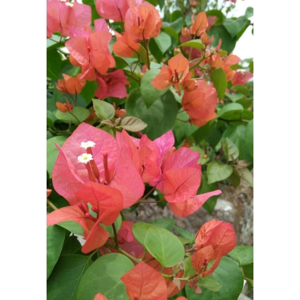 Jual Bibit Tanaman Hias Bunga Bugenvil Warna Peach (free pupuk ...