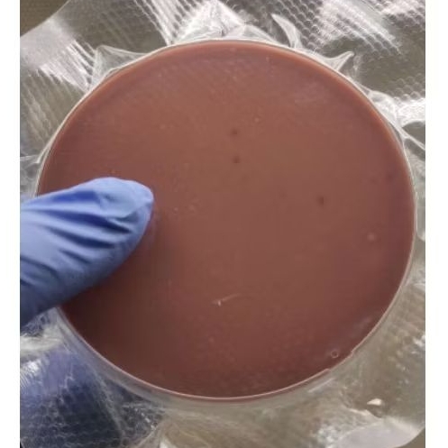 Jual Chocolate Agar Plate (CHOC)/Chocolate Blood Agar (CBA)/Hematin ...
