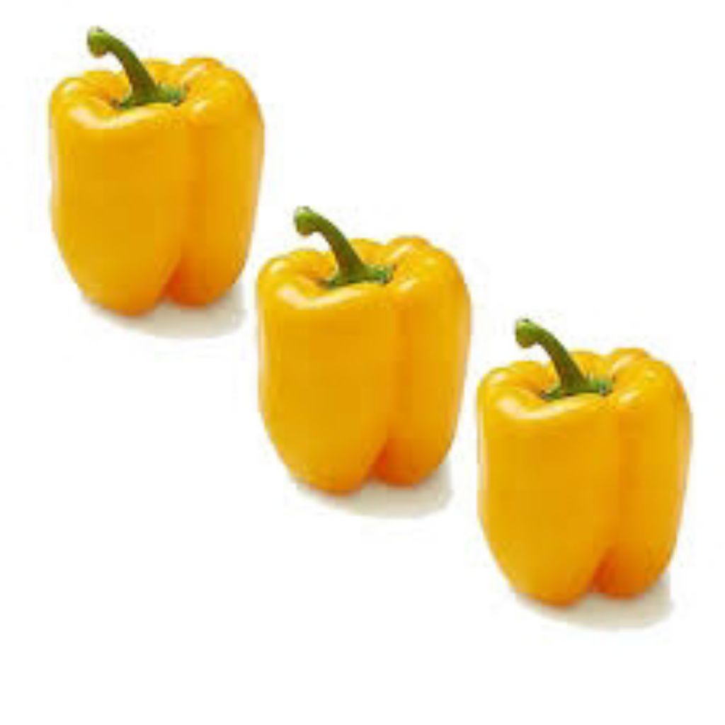 Jual ( 20 BUTIR ) BENIHH BIJI PAPRIKA KUNING ( YELLOW CAPSICUM PAPRIKA ...