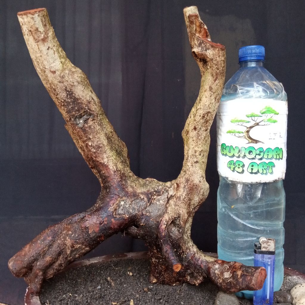 Jual Bahan Bonsai Rukem Pucuk Merah Formal Gaya Twin Small Size Real ...