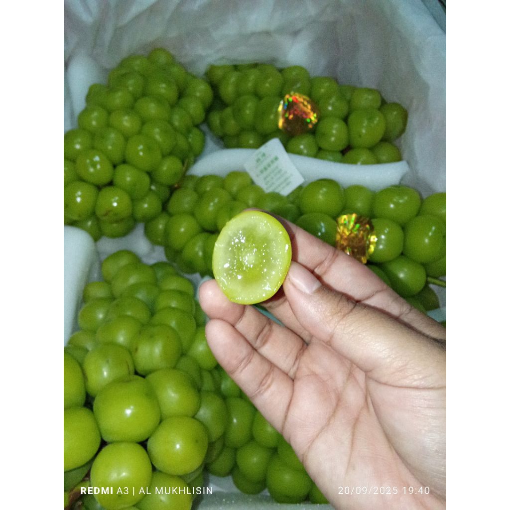 Jual Buah Segar Apel, Anggur, Jeruk, Kelengkeng, Pir/Pear +1 KG ...