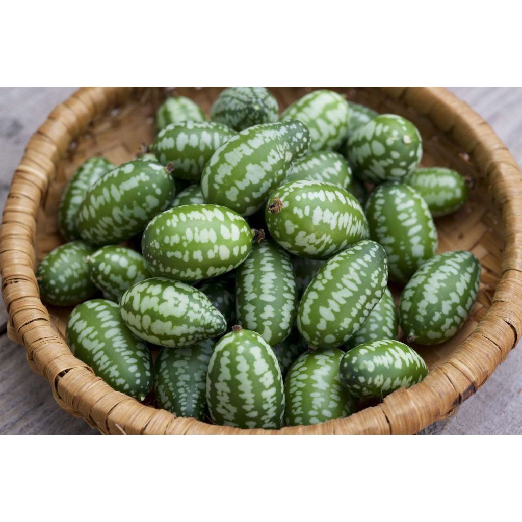 Jual benih biji buah cucamelon isi 5 butir | Shopee Indonesia