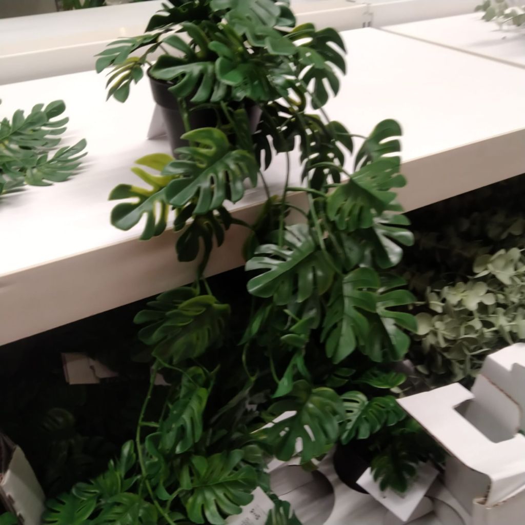 Jual Fejk Tanaman Tiruan Peperomia/ monstera Juntai Dlm Pot Hitam Bunga ...
