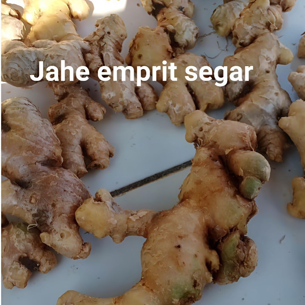Jual jahe emprit segar bugar kemasan 1kg asli Boyolali | Shopee Indonesia