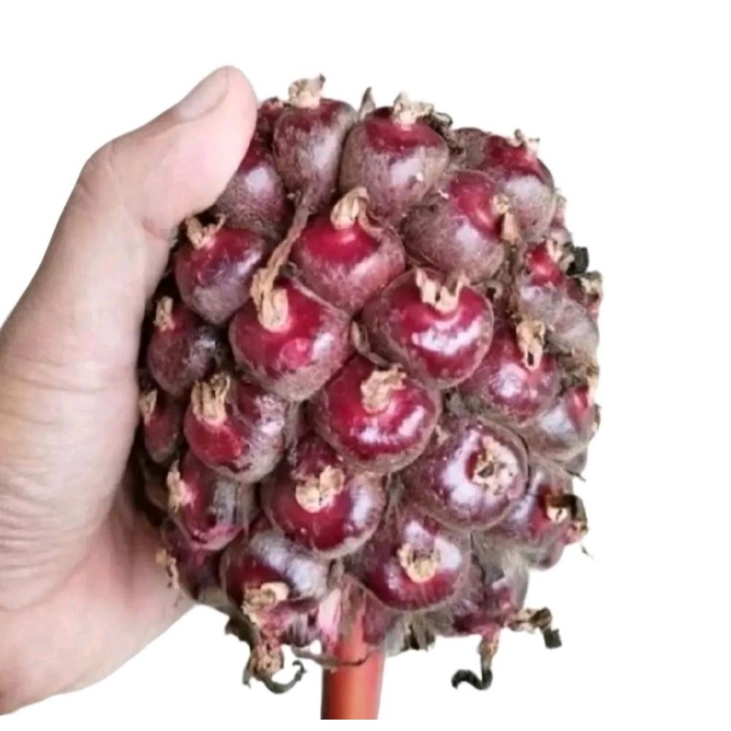 Jual Honje Laka Segar/Honje Merah/1kg | Shopee Indonesia