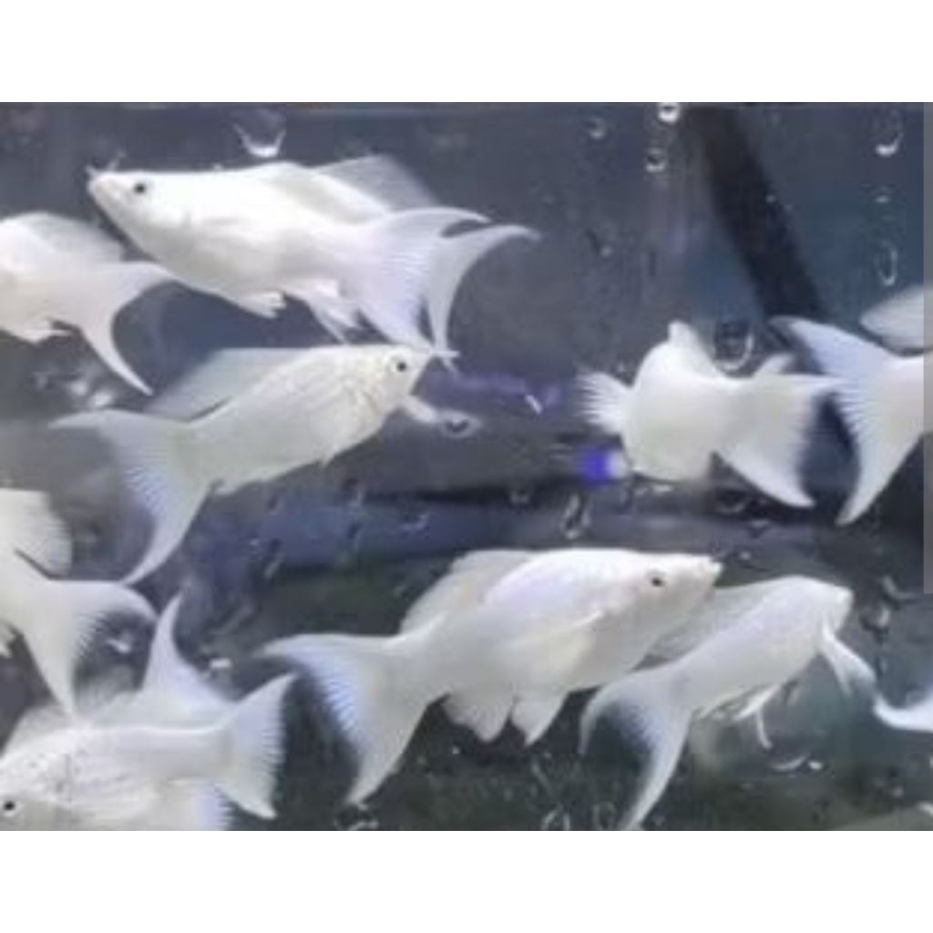 Jual IKAN MOLLY PUTIH CAGAK UKURAN 3-4 CM | Shopee Indonesia